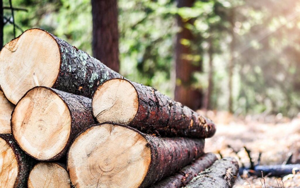 «Сегежа» сообщила о сокращении квартального убытка на 17% - Fireplan